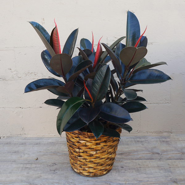 Rubber Plant :: Carrollwood Florist