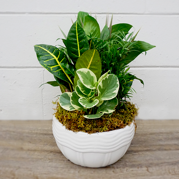 10" Dishgarden :: Carrollwood Florist