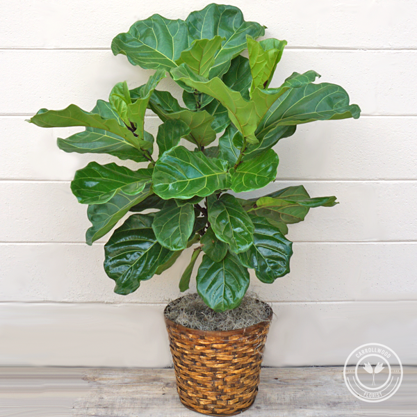 Fiddle Leaf Ficus :: Carrollwood Florist