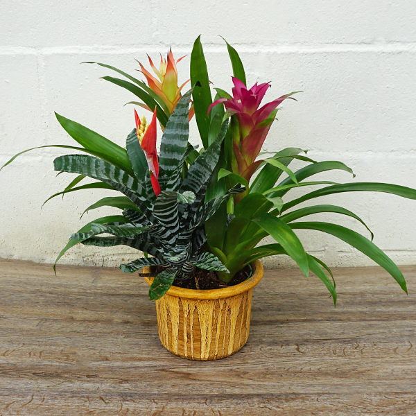 Small Bromeliad Garden :: Carrollwood Florist