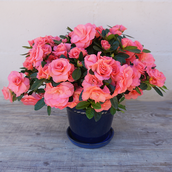 Azalea Plant :: Carrollwood Florist