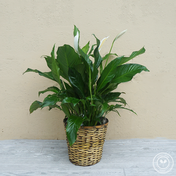 Small Peace Lily Plant :: Carrollwood Florist