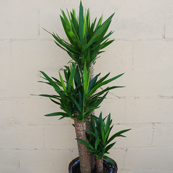 Yucca Plant :: Carrollwood Florist