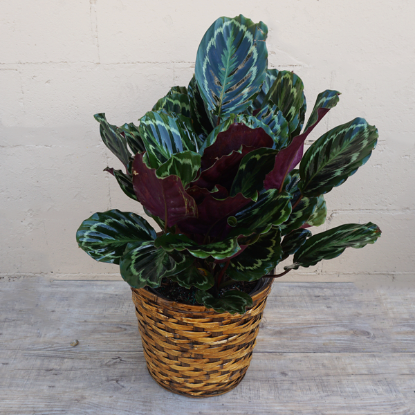Calathea Plant :: Carrollwood Florist