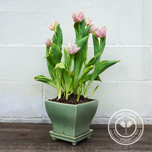 Potted Tulip Plant :: Carrollwood Florist